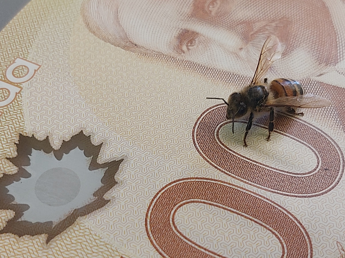 Honey Bee Research Centre gift certificate